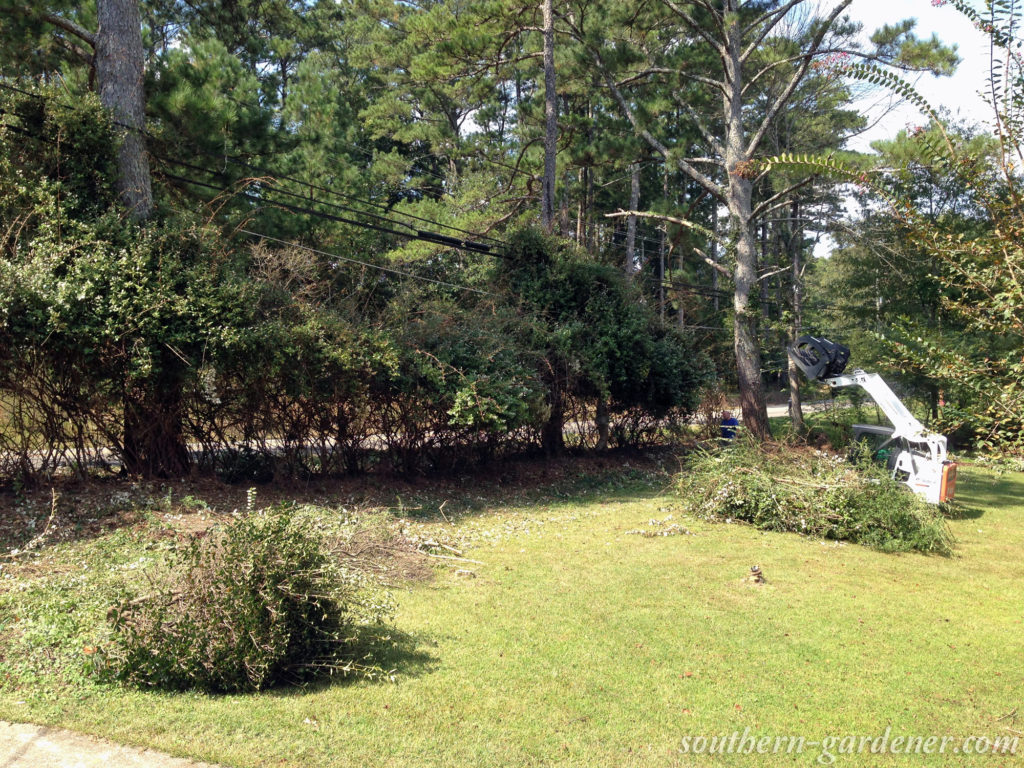 Major Elaeagnus (Silverberry) Pruning: 8 Years of Growth – Southern ...