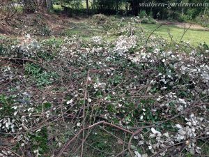 Major Elaeagnus (Silverberry) Pruning: 8 Years of Growth – Southern ...