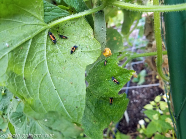 Alabama Veggie Garden in September – Southern Gardener