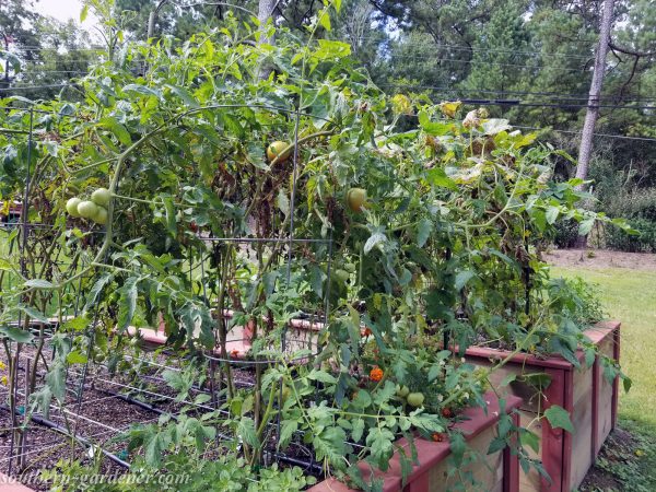 Alabama Veggie Garden in September – Southern Gardener