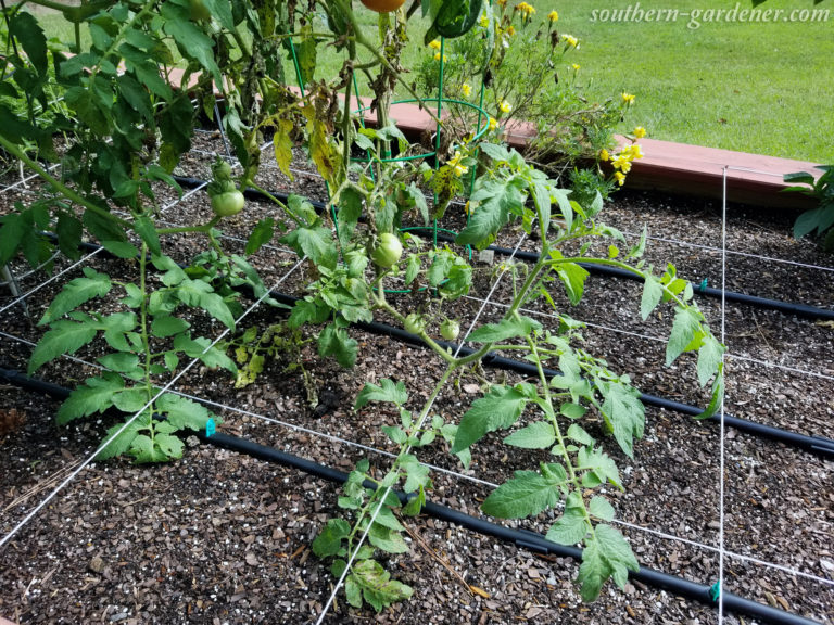 Alabama Veggie Garden in September – Southern Gardener