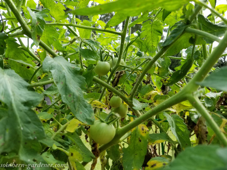 Alabama Veggie Garden in September – Southern Gardener