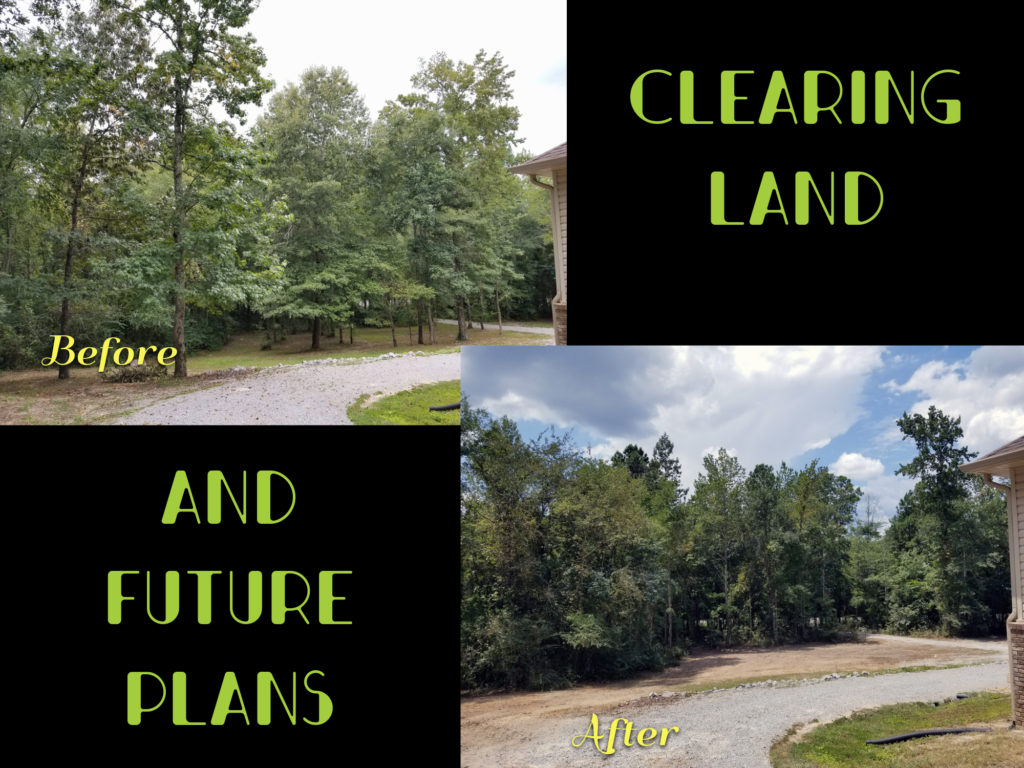 Clearing Land & Future Plans – Southern Gardener