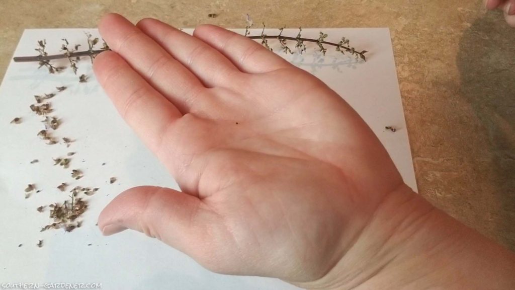 Collecting Coleus Seeds – Southern Gardener