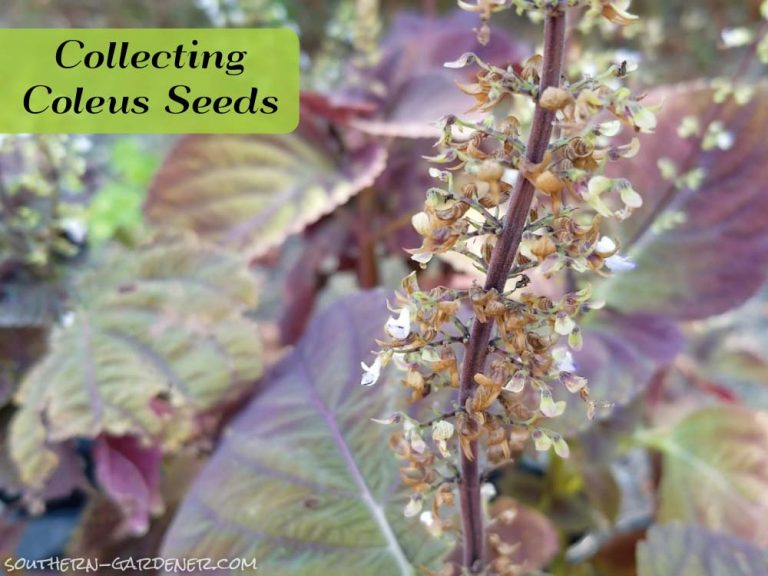 Collecting Coleus Seeds – Southern Gardener