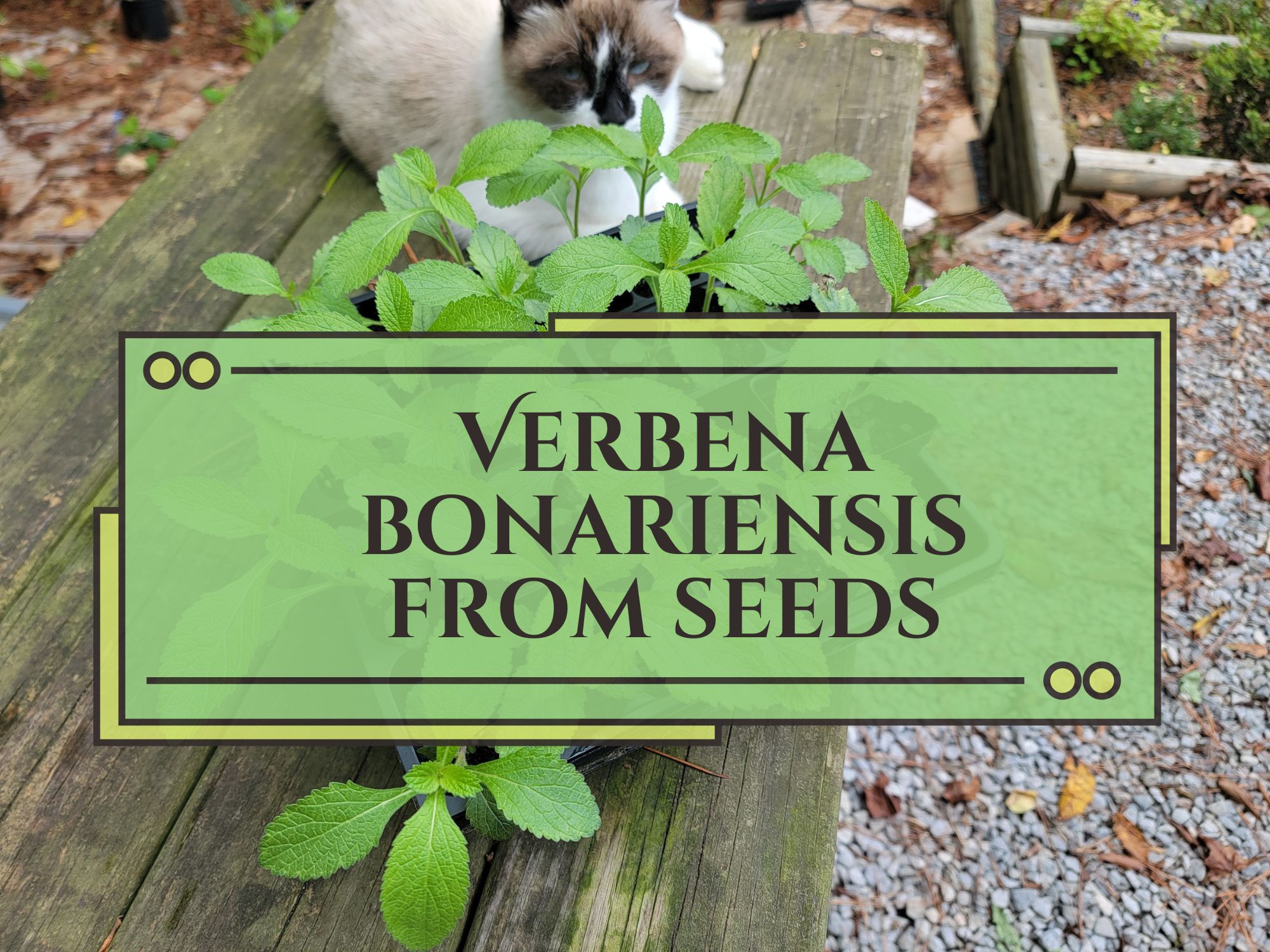 Starting Verbena bonariensis From Seed – Southern Gardener
