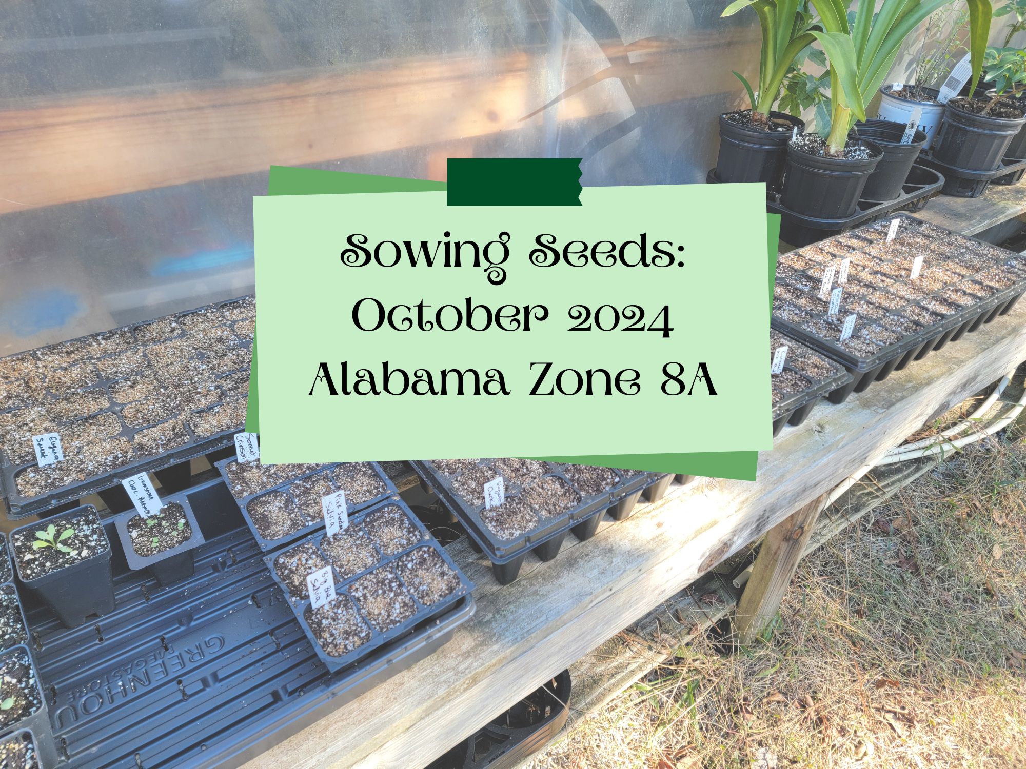 Sowing Seeds: Oct 2024 – Southern Gardener
